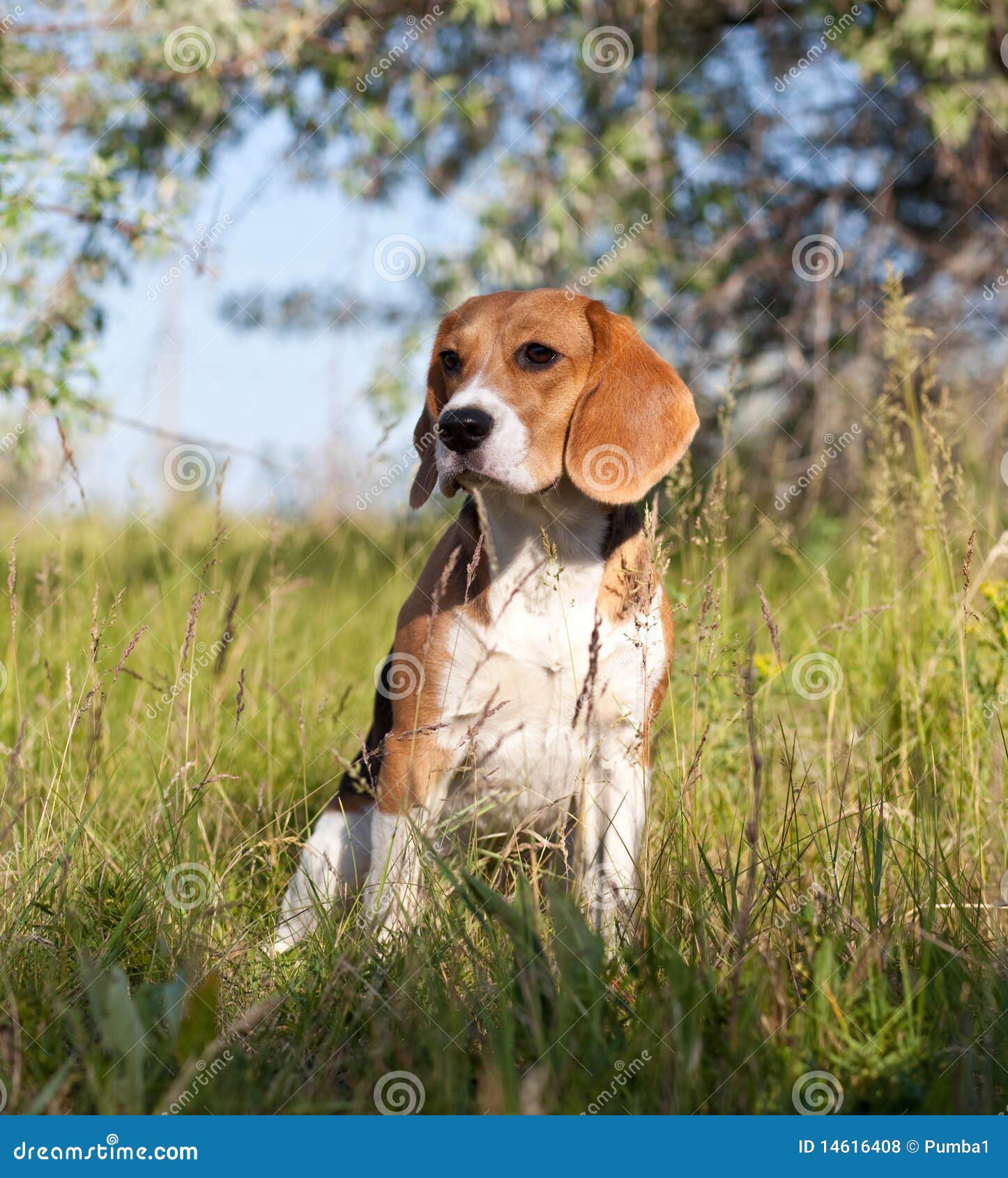 A Beautiful Beagle Hound Dog Stock Photo - Image of carnivore, pretty ...