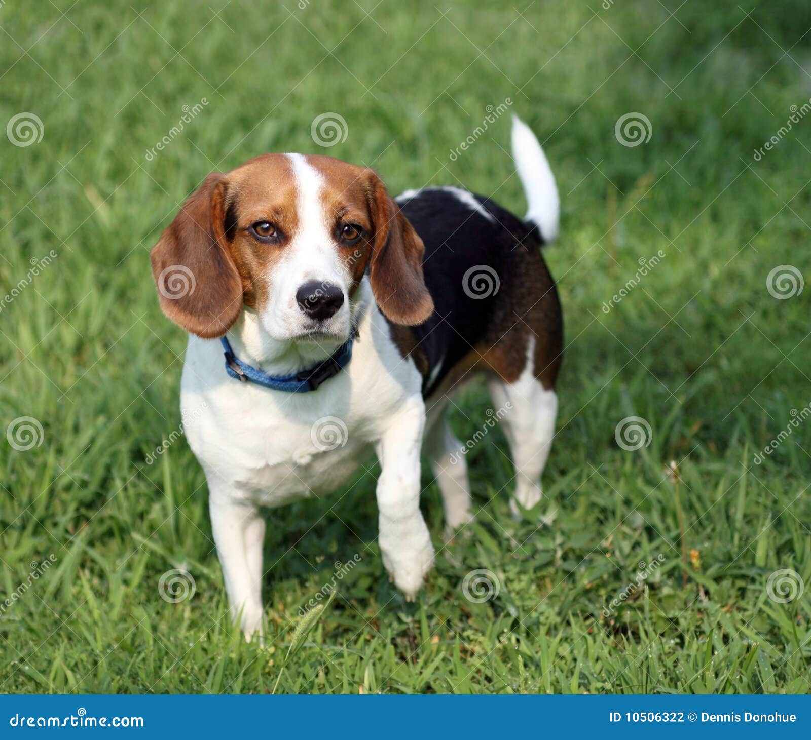 Beautiful Beagle Puppy stock photo. Image of cute, baby - 10506322