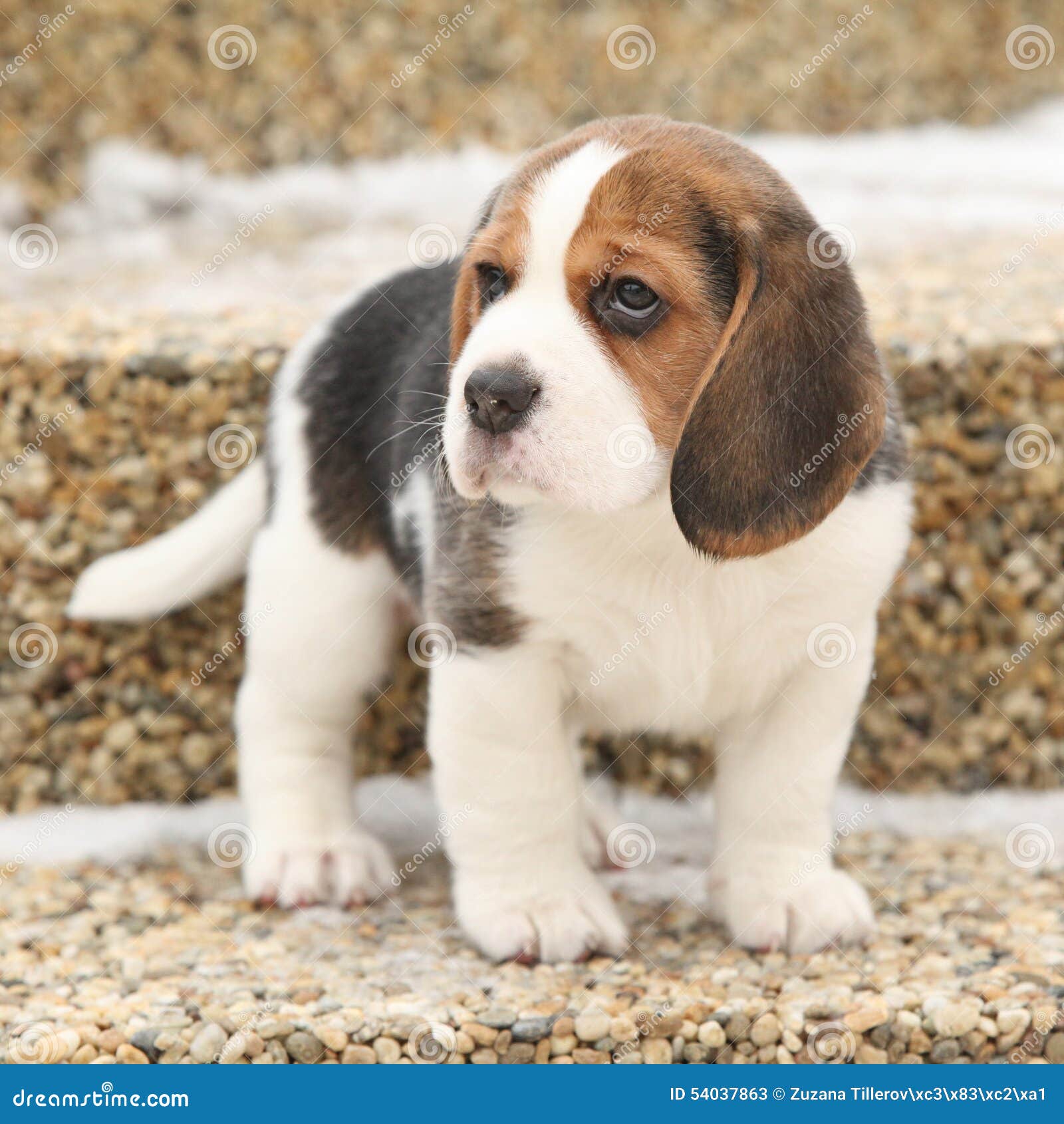 Beautiful Beagle Puppy in Winter Stock Image - Image of cute, rest ...