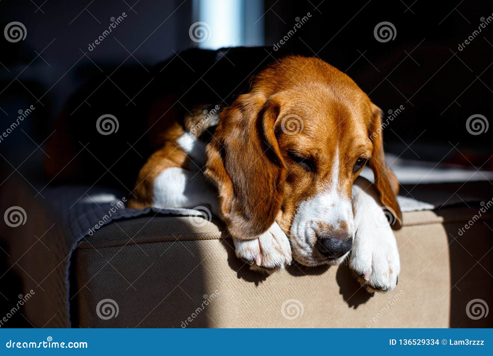 Beautiful Beagle Sleeping on a Couch Stock Photo - Image of couch ...