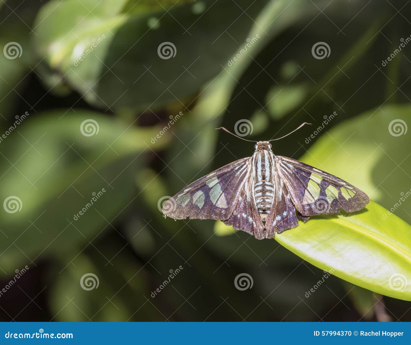 Beautiful Beamer (Phocides Belus) on Leaf in Mexico Stock Photo - Image ...