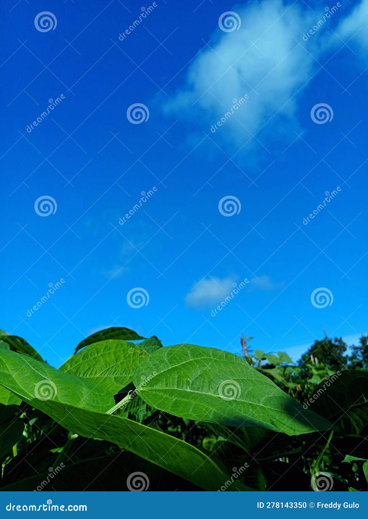 Beautiful Bean Leaves are Attractively Fresh with Bright Blue Clouds As ...