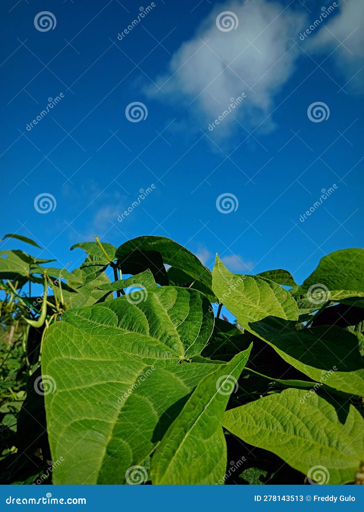 Beautiful Bean Leaves are Attractively Fresh with Bright Blue Clouds As ...