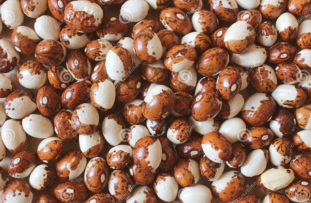 Beautiful beans stock photo. Image of garden, seed, growing - 29621346