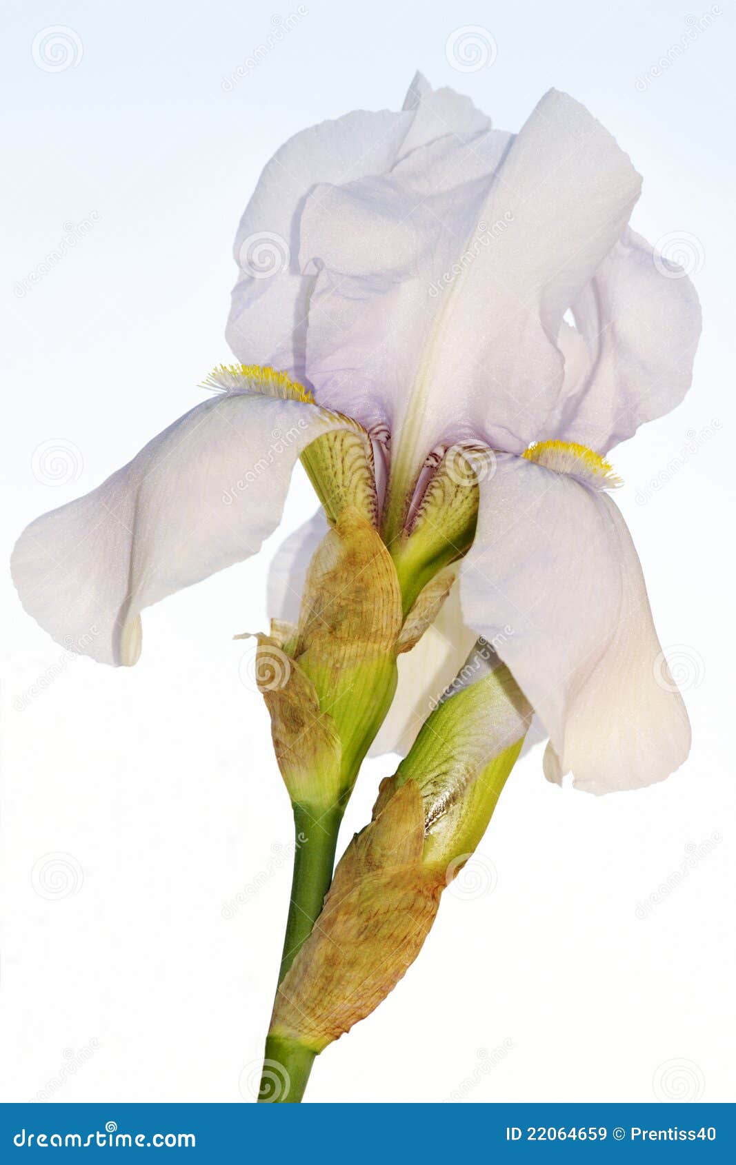 Iris Flower "Ballyhoo" - Tall Bearded Iris, Beautiful Bi-color Iris ...