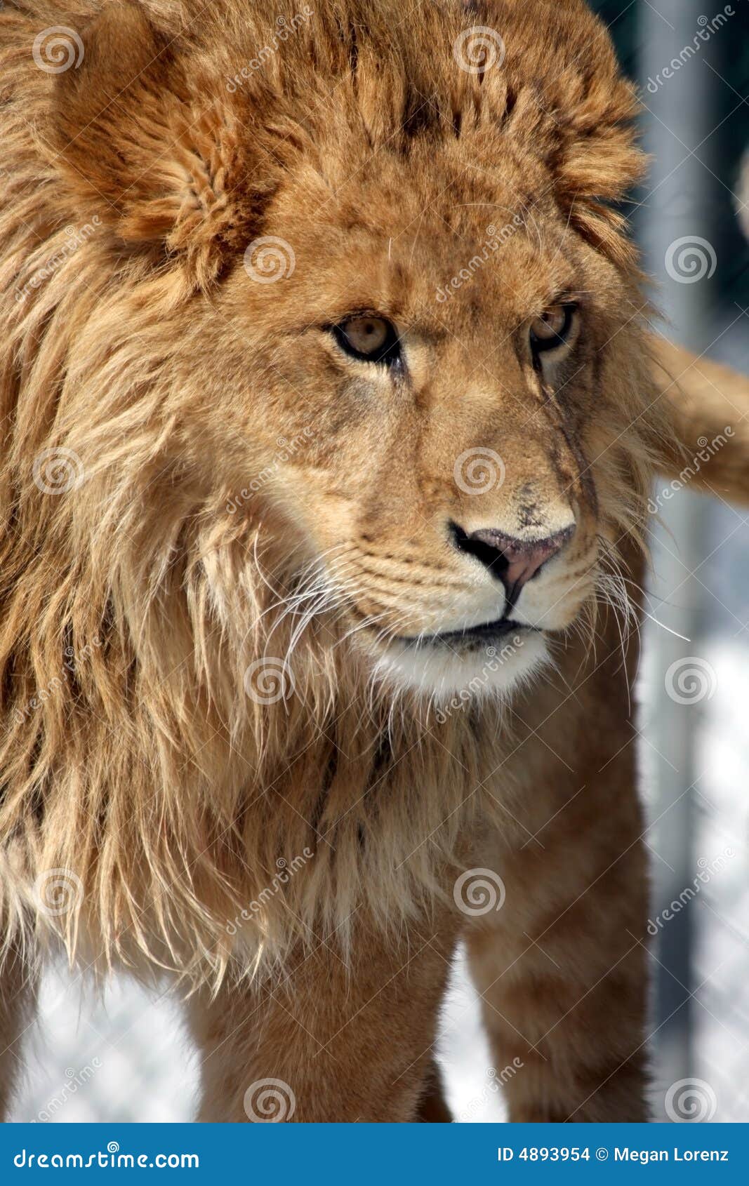 Beautiful Beast stock photo. Image of animals, eyes, beauty - 4893954
