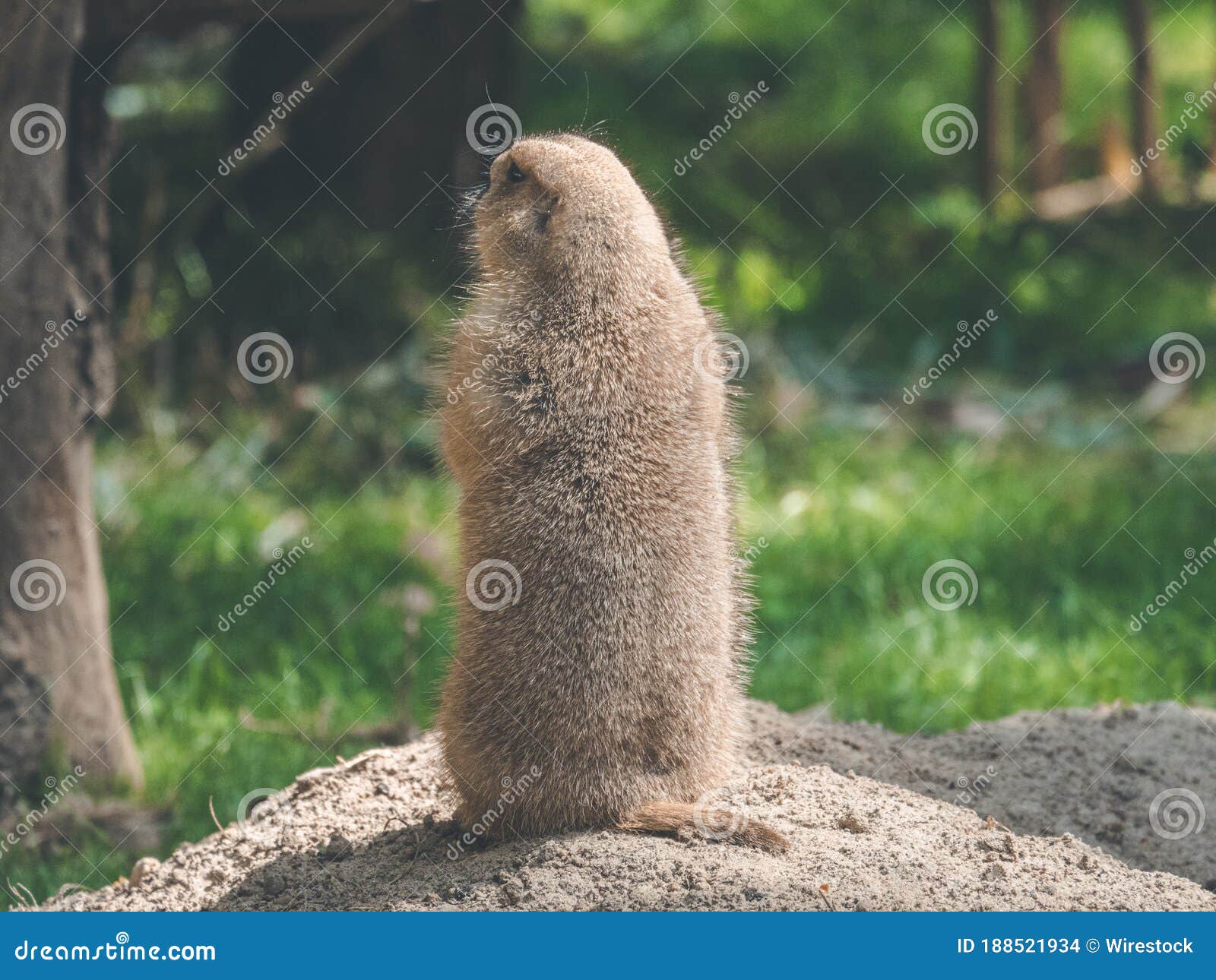 Beautiful Beaver Sitting on the Ground in the Forest Stock Photo ...