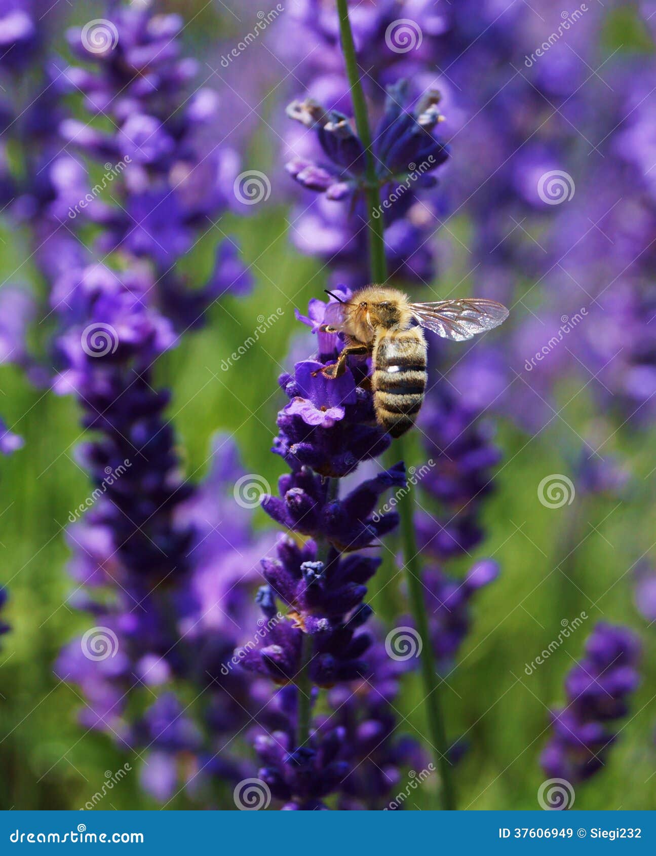 Beautiful bee stock image. Image of field, colony, bedding - 37606949