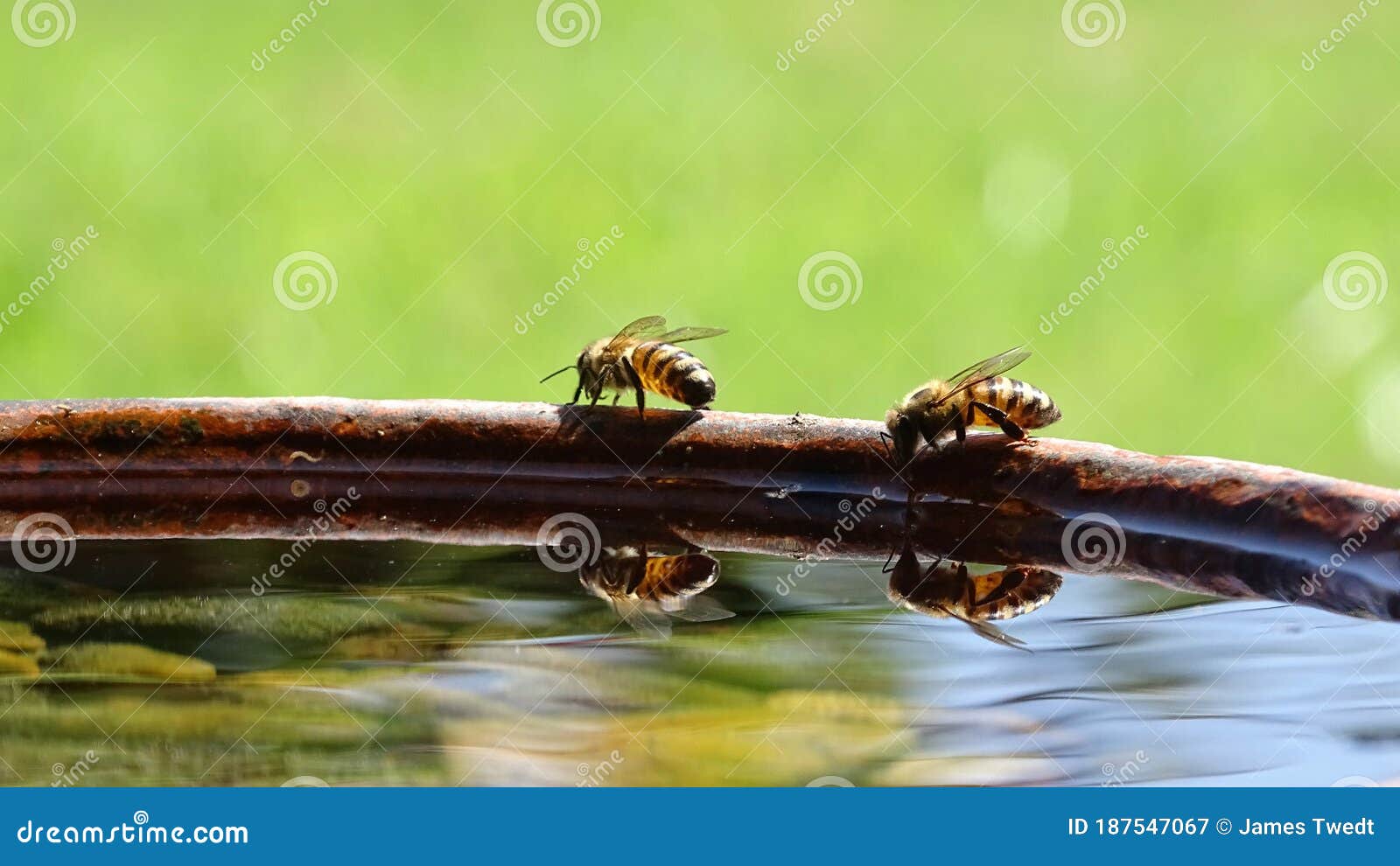 Bee Drinking from Bird Bath Stock Image - Image of texas, ecology ...