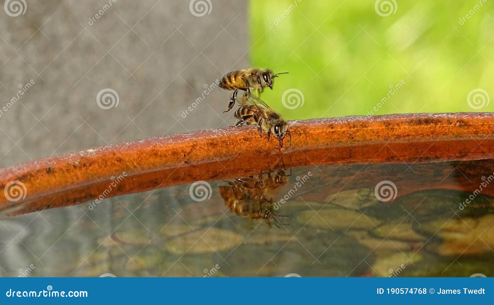 Bee Drinking from Bird Bath Stock Photo - Image of drinking, landscape ...