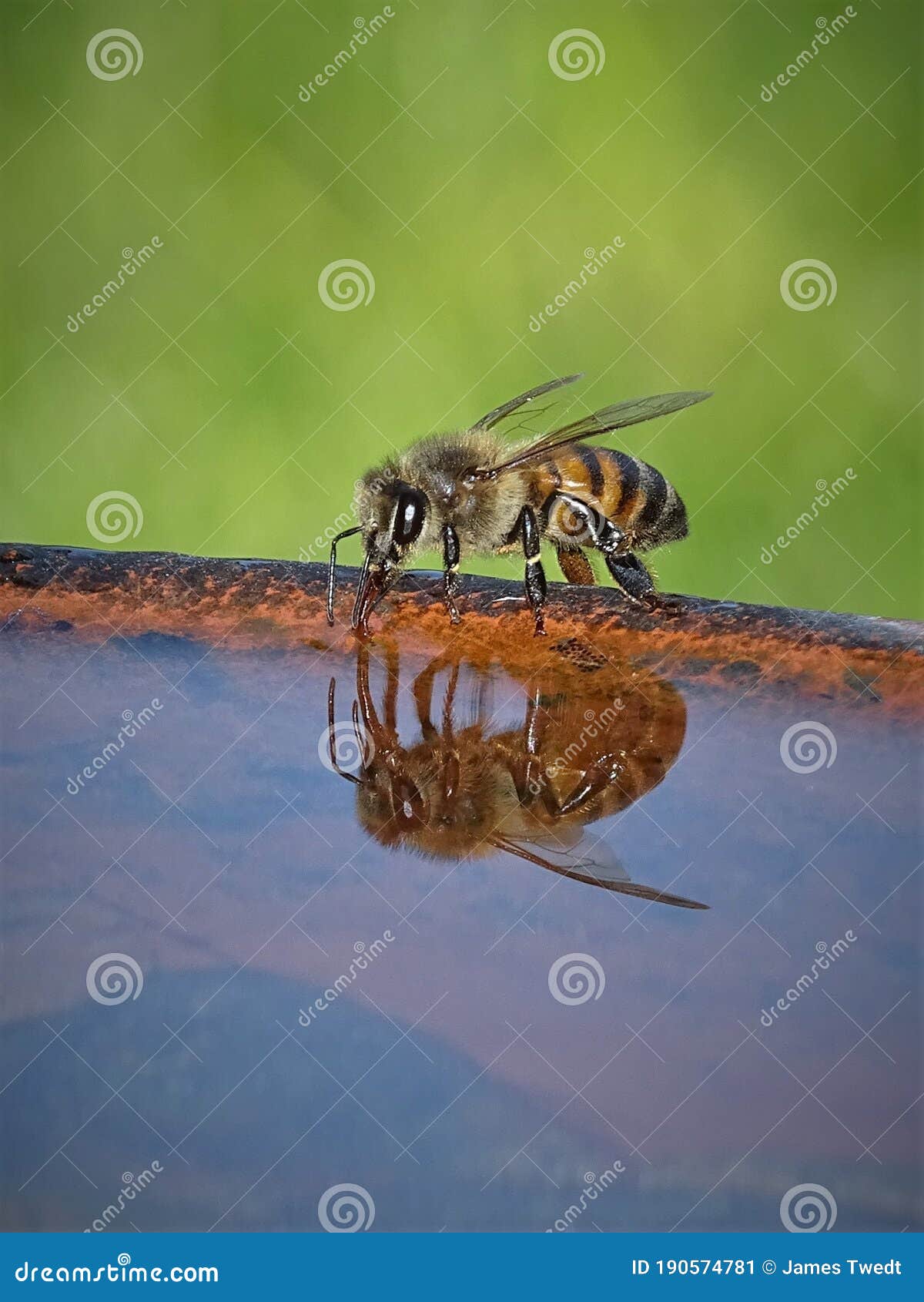 Bee Drinking from Bird Bath Stock Image - Image of stripes, macro ...