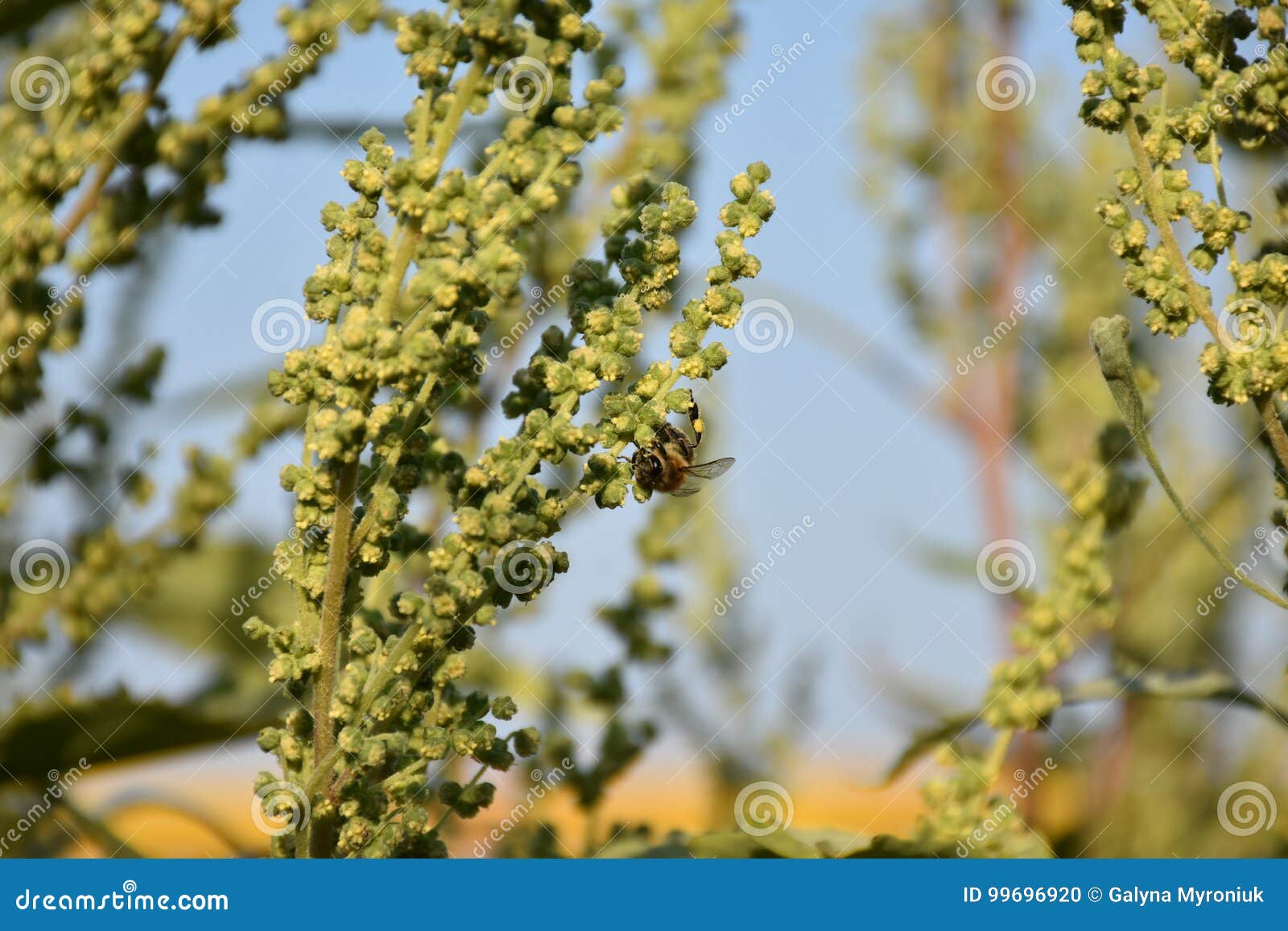 Beautiful bee field meadow stock photo. Image of insect - 99696920