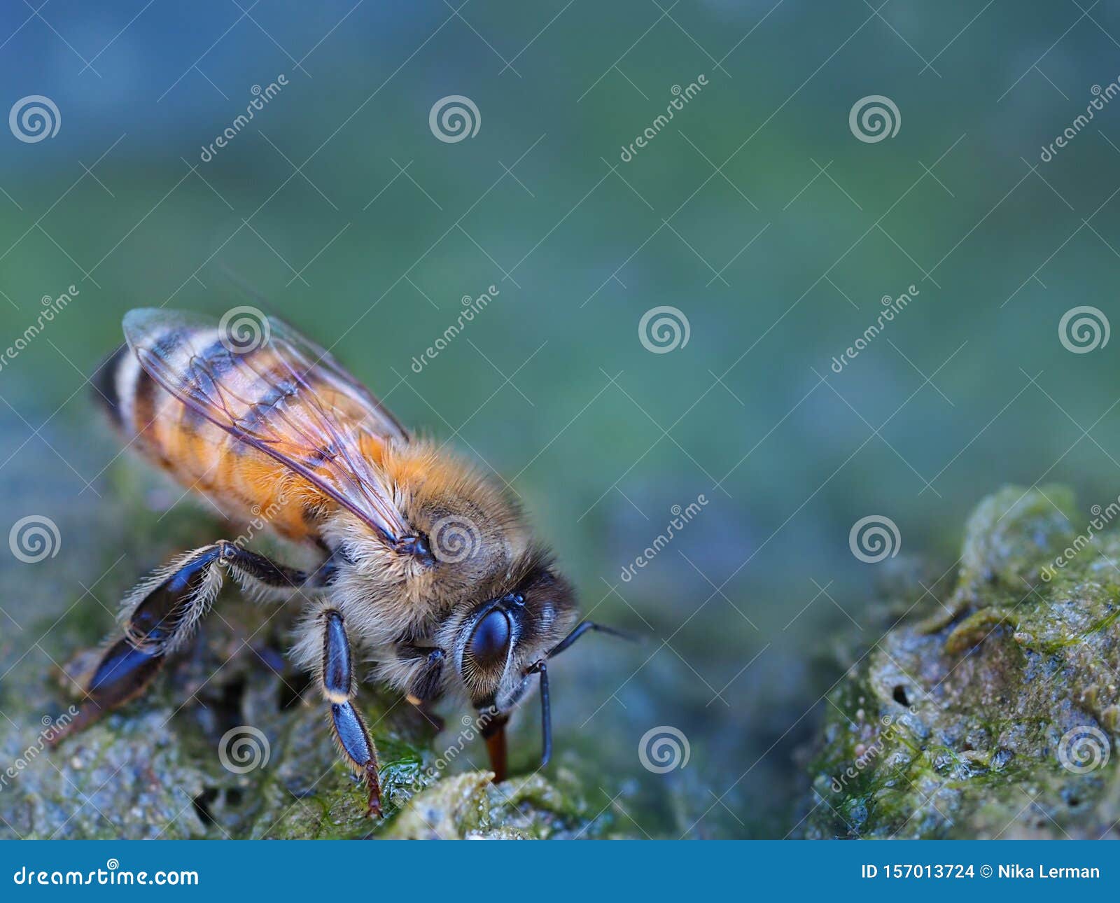 Beautiful Bee Macro Shooting Stock Photo - Image of artistic, sting ...