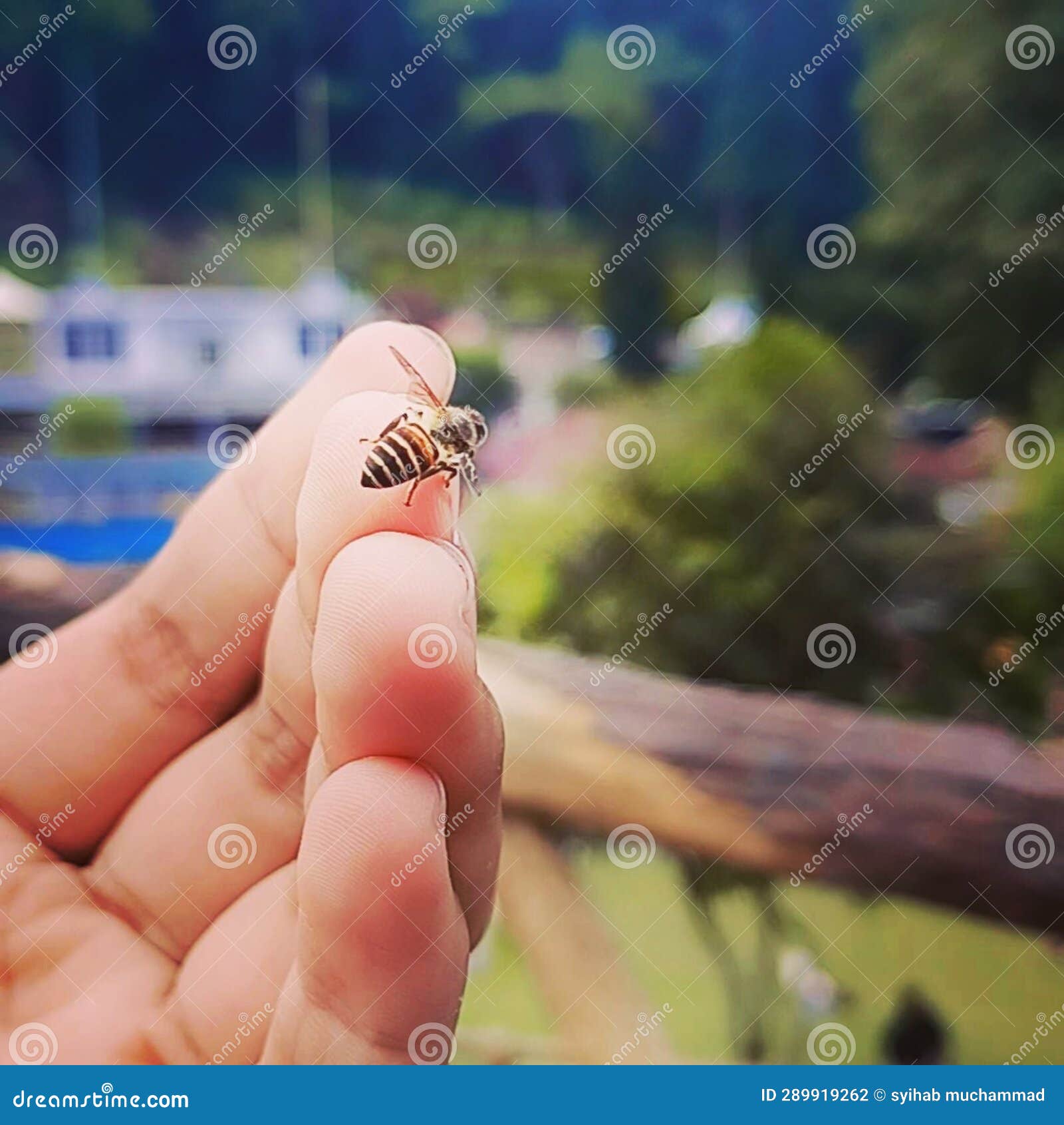 Beautiful Bee in My Hand Very Chubby Stock Photo - Image of chubby, hand: 289919262