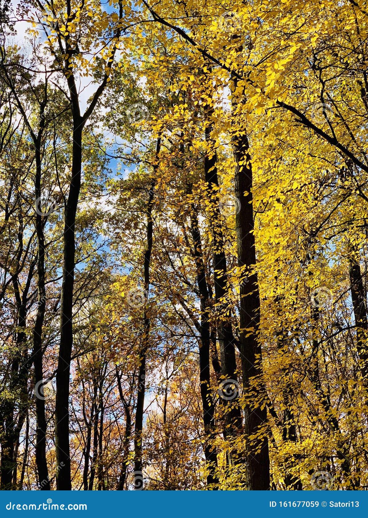 Beautiful Beech Canopy in Park Stock Image - Image of pattern, colorful ...