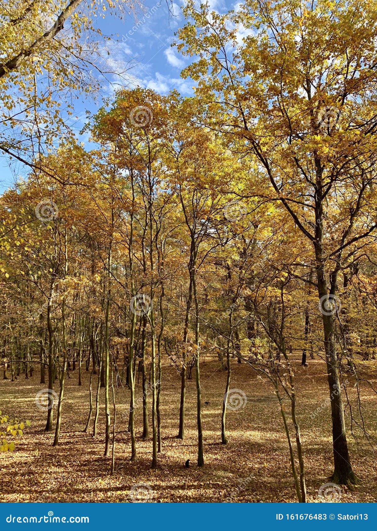 Beautiful Beech Canopy Road Stock Image - Image of natural, awesome ...