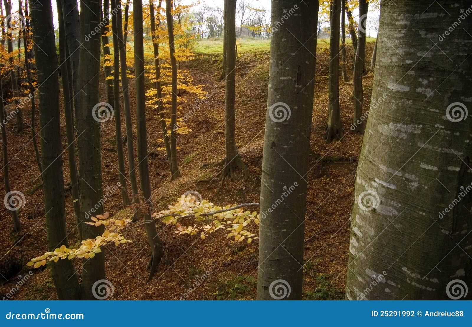 Beautiful Beech Forest in Autumn Stock Photo - Image of leaf, forest ...