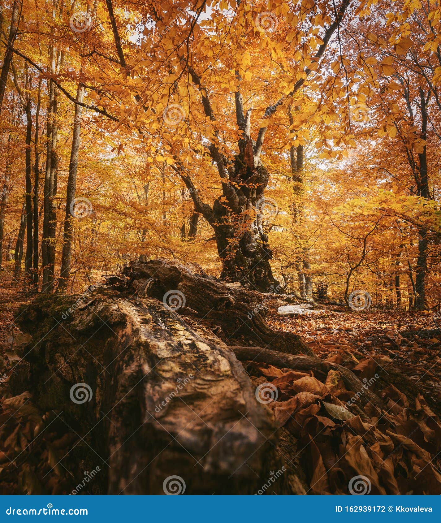 Beautiful Beech Forest with a Fallen Tree in the Foreground Stock Photo ...