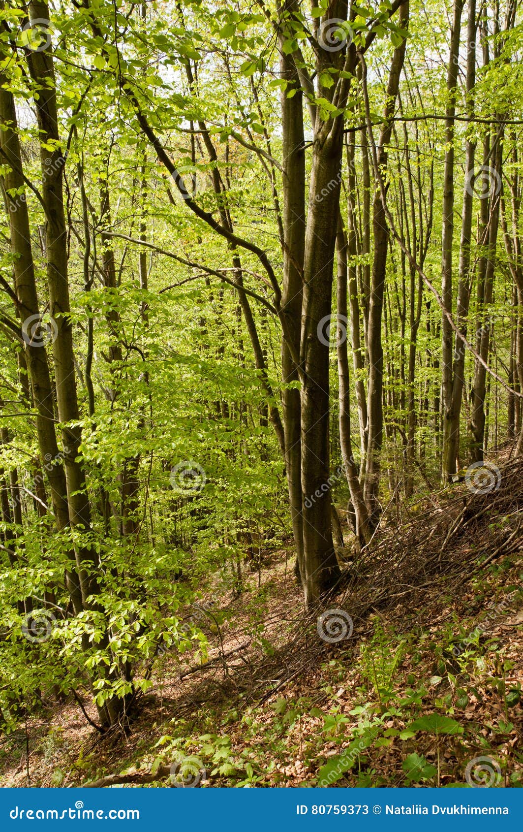 Beautiful beech forest stock image. Image of april, green - 80759373