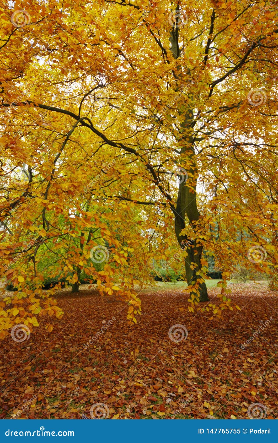 Beech stock image. Image of tree, autumn, season, still - 147765755