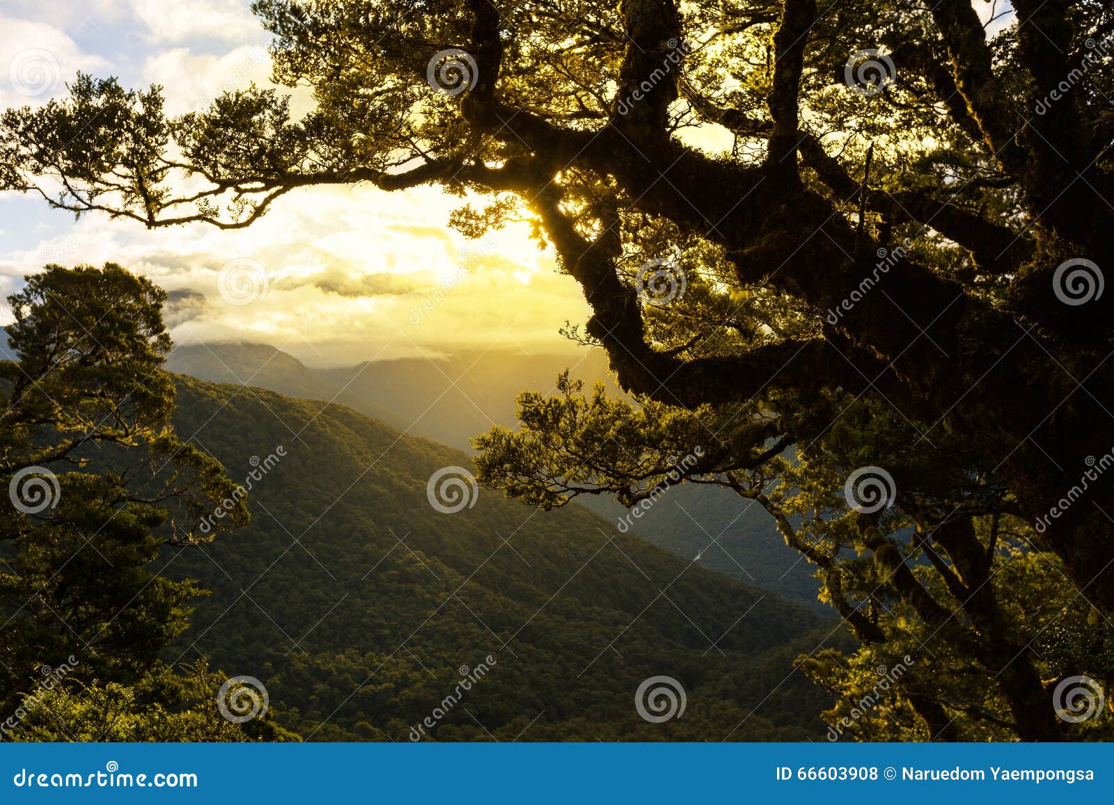 Beautiful Beech Trees at Sunset Stock Photo - Image of routeburn ...