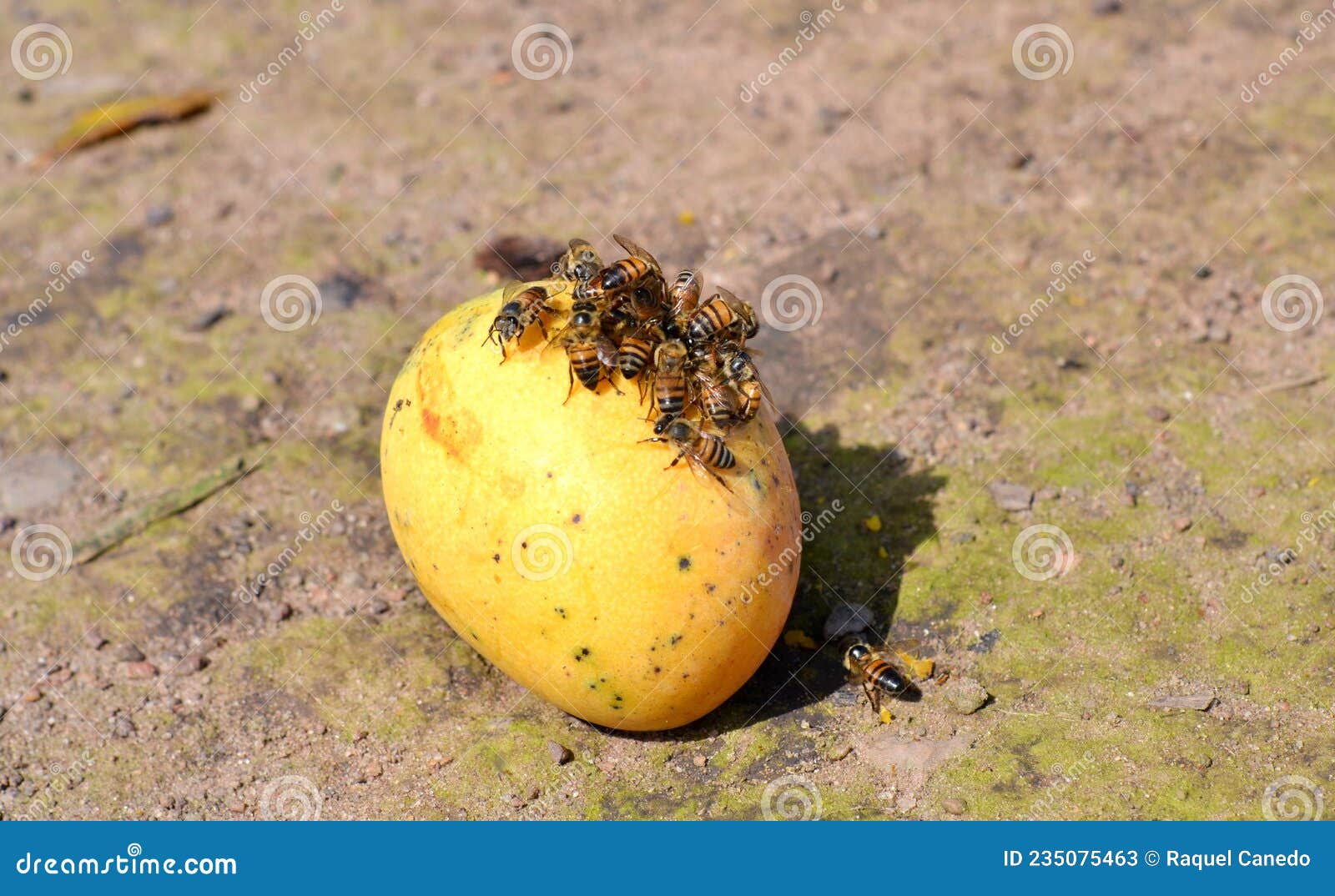 Beautiful Bees Feeding on Fallen Fruit Stock Image - Image of branch ...