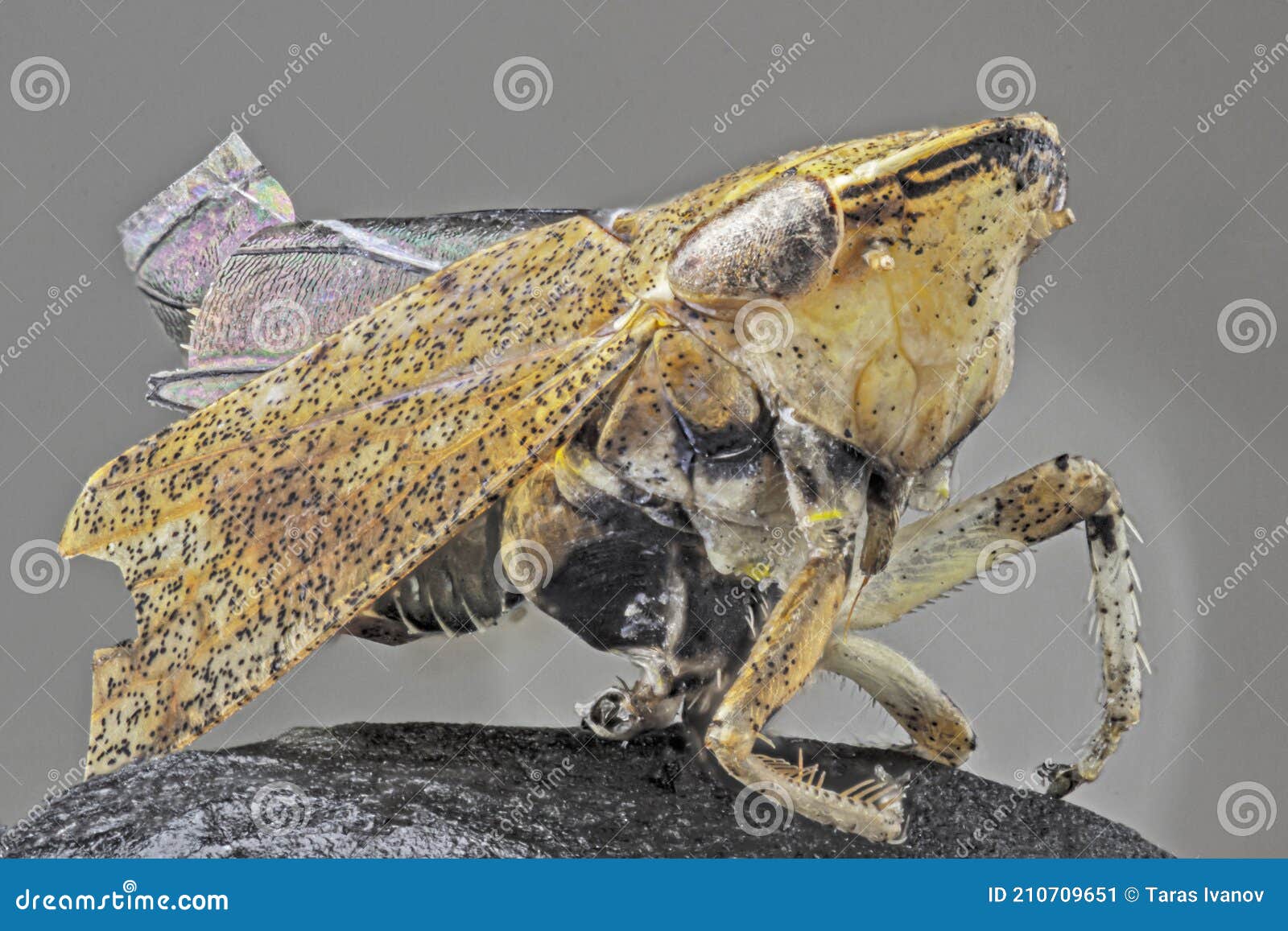 Beautiful Beetle with Colorful and Textured Body. Made with the ...