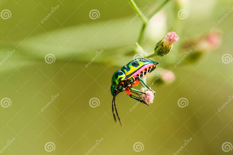 Beautiful beetle stock photo. Image of animals, small - 36136388