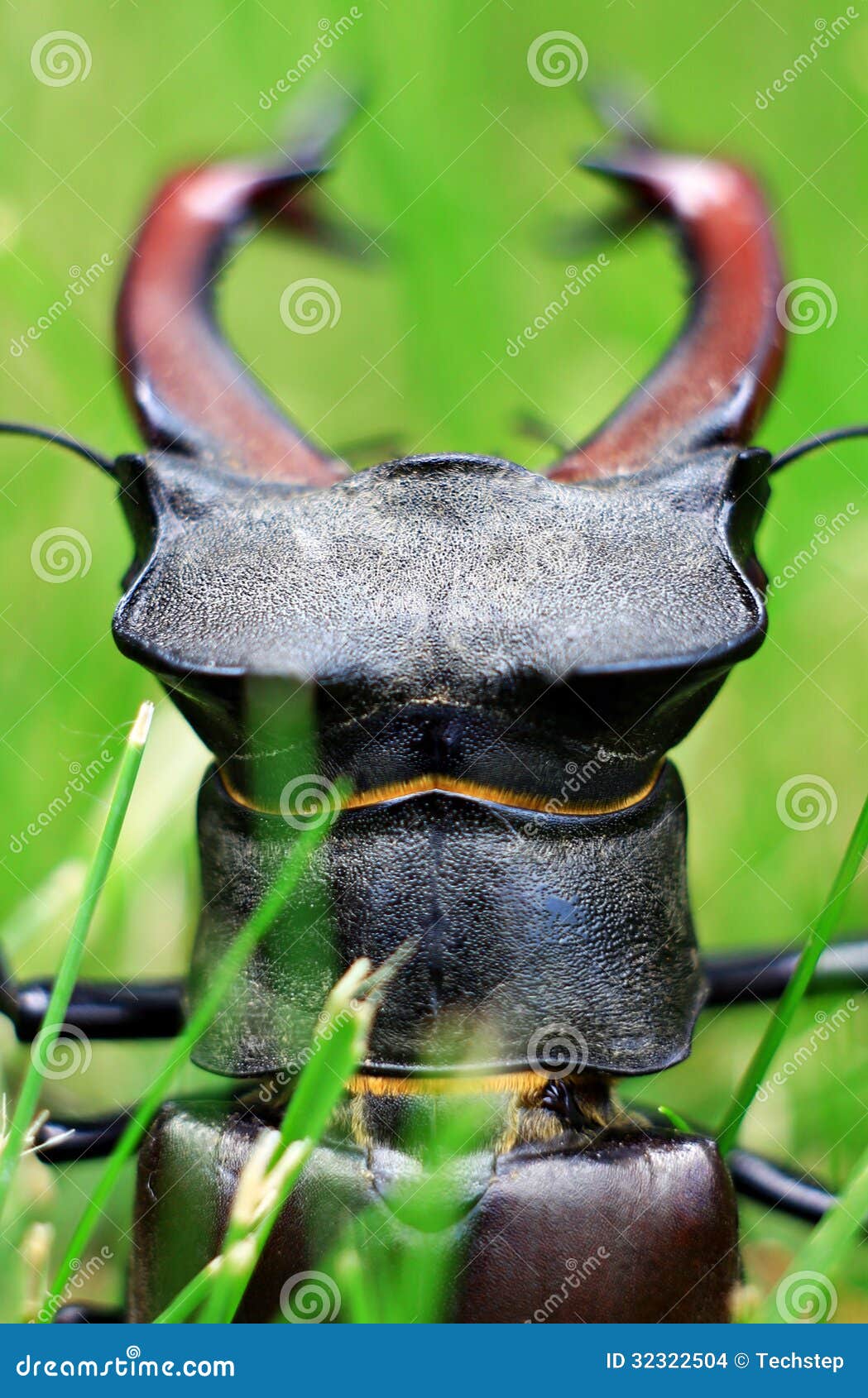Beautiful beetle stock photo. Image of deer, grass, leaves - 32322504
