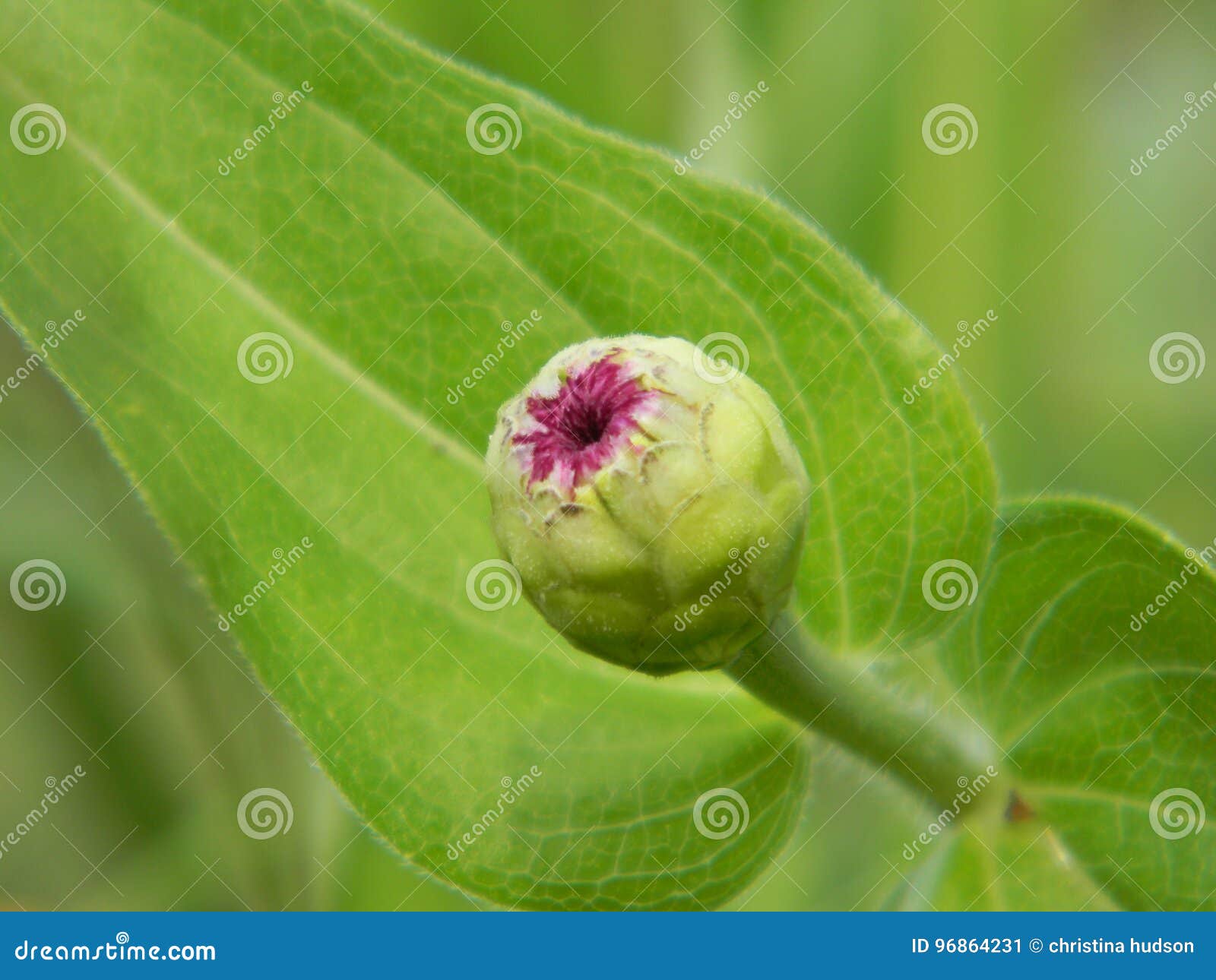Beautiful beginning stock image. Image of flower, nature - 96864231