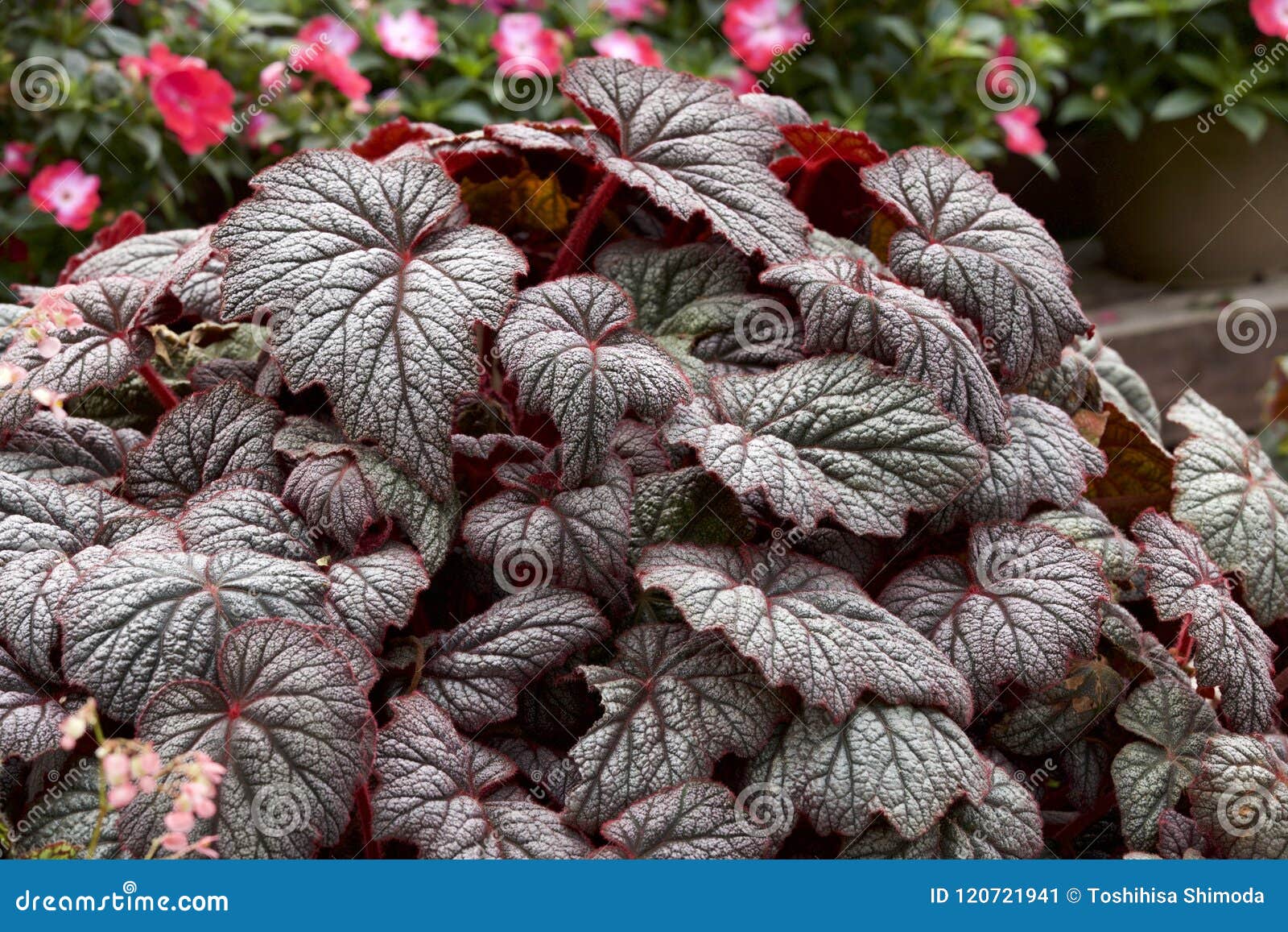 Beautiful begonia leaves stock image. Image of begonia - 120721941