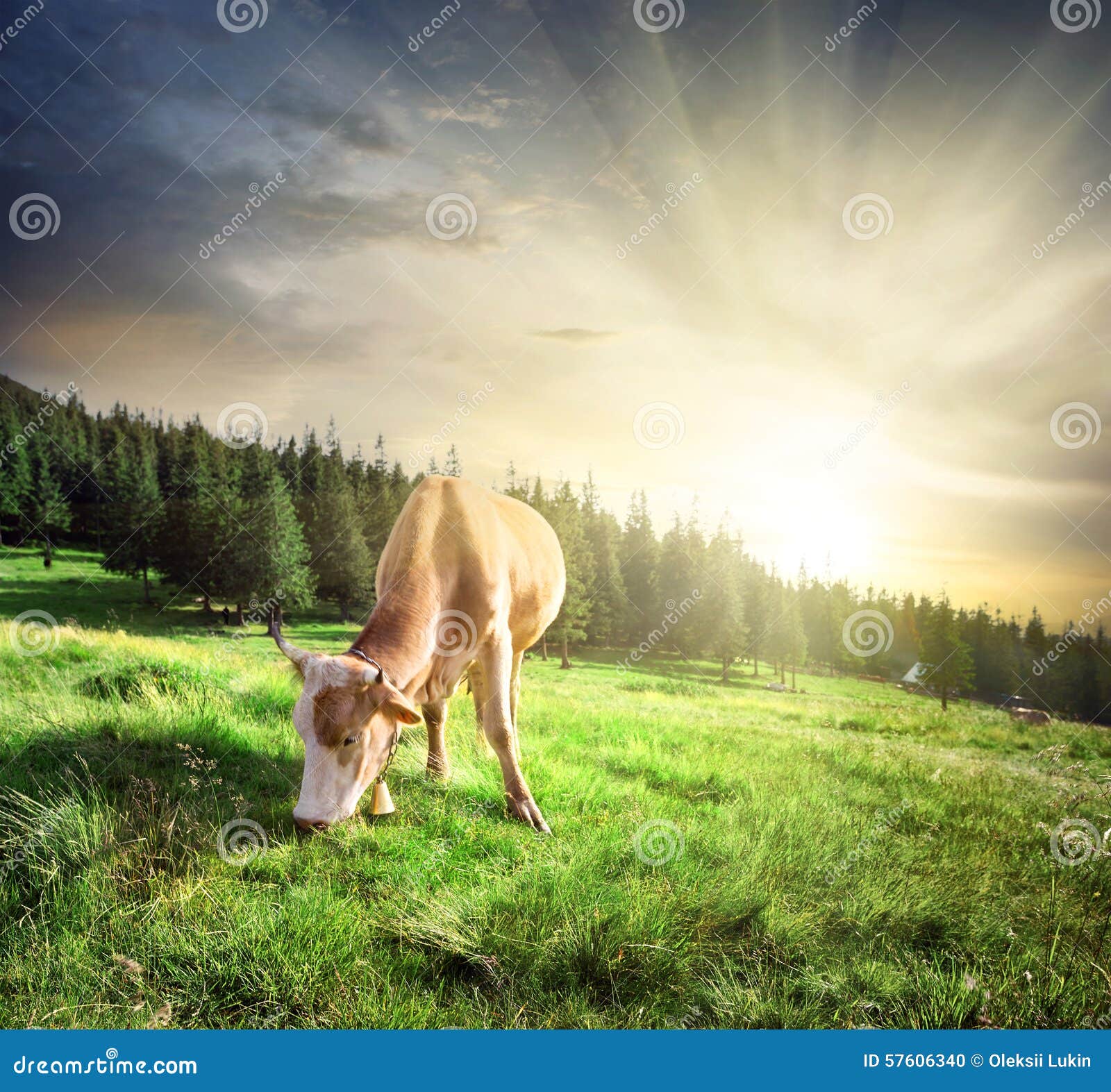 Beautiful Beige Cow on Mountain Pasture Stock Photo - Image of cattle ...