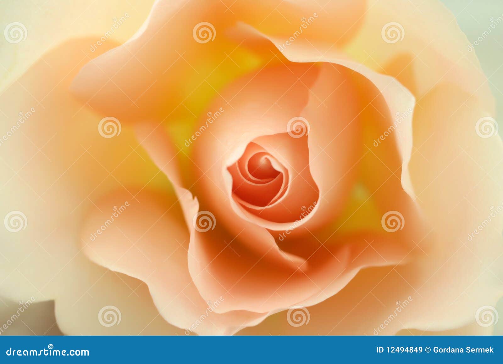 Beautiful beige rose stock image. Image of macro, elegant - 12494849