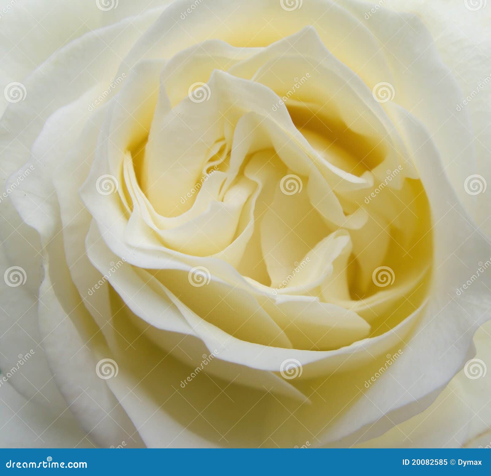 Beautiful Beige Rose Flower Blossom Extreme Stock Image - Image of ...