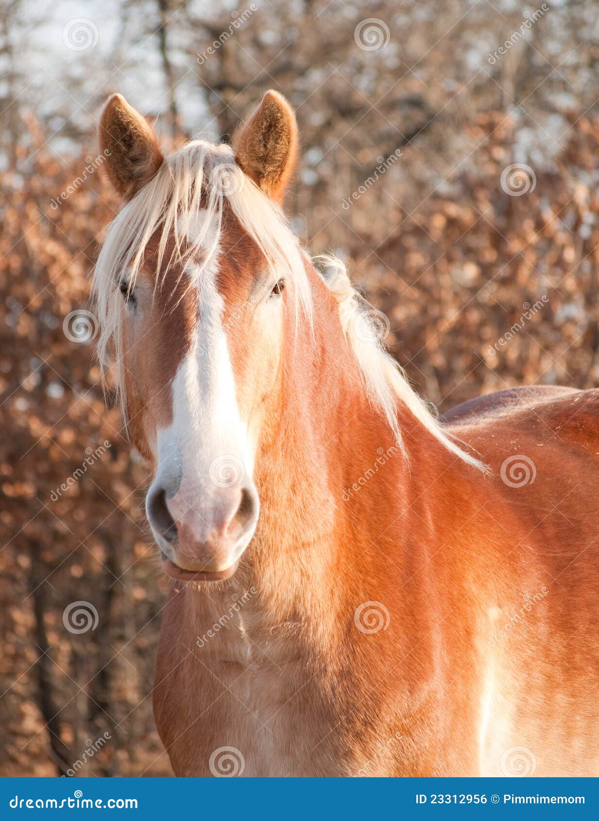 Beautiful Belgian Draft Horse Watching the Viewer Stock Photo - Image ...