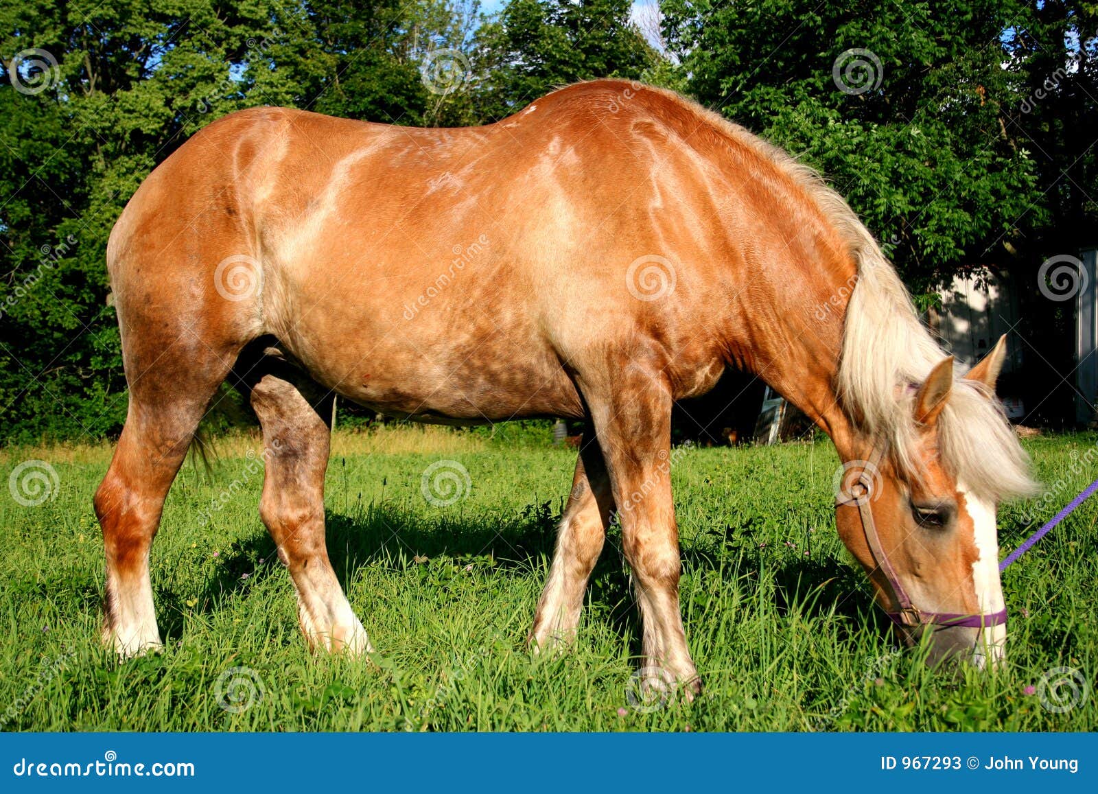 A beautiful Belgian Horse stock image. Image of horse, mare - 967293