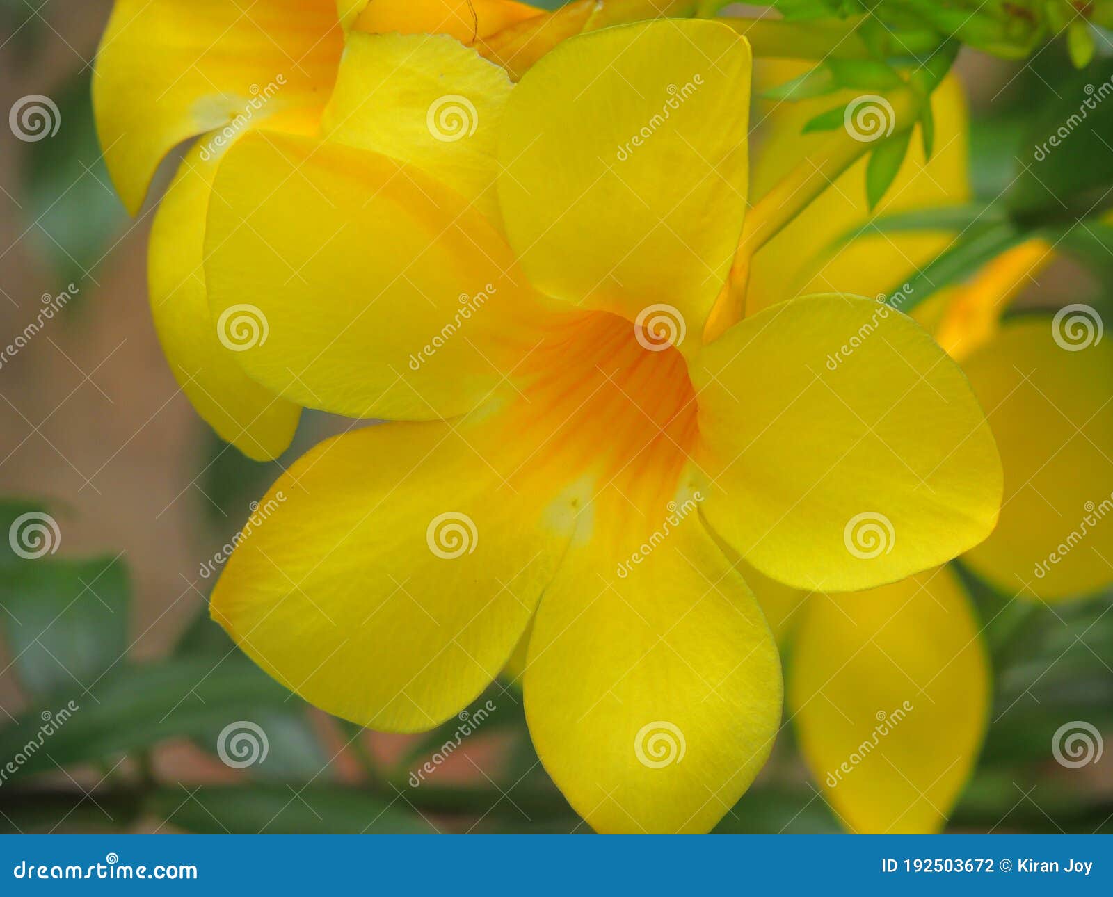 Beautiful Bell flower stock photo. Image of leaf, petal - 192503672
