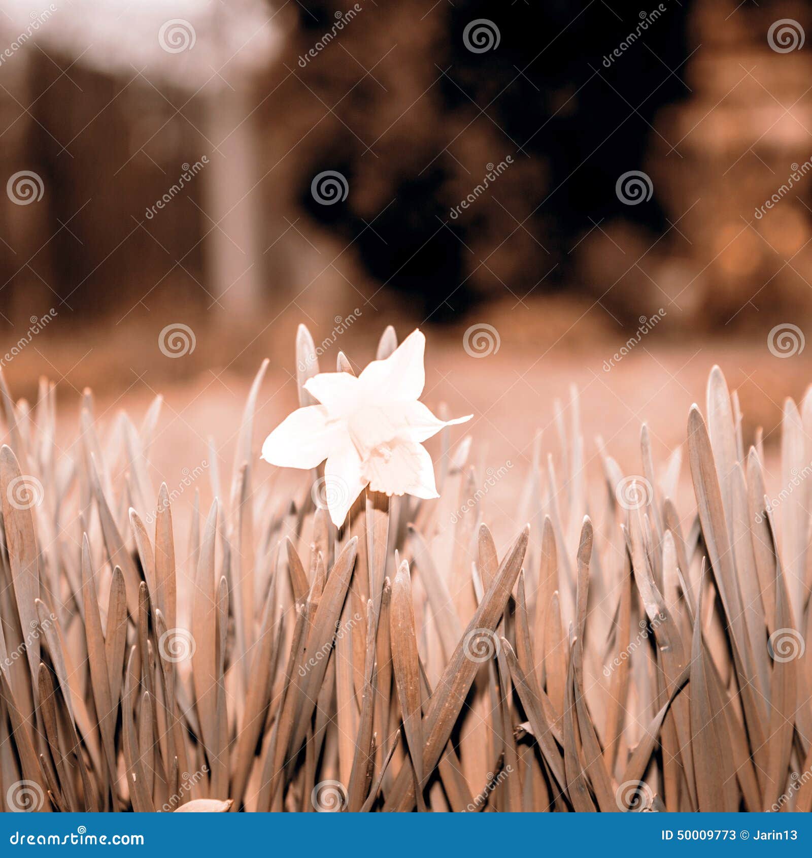 Beautiful Bell Flowers Blooming in the Garden Stock Image - Image of ...