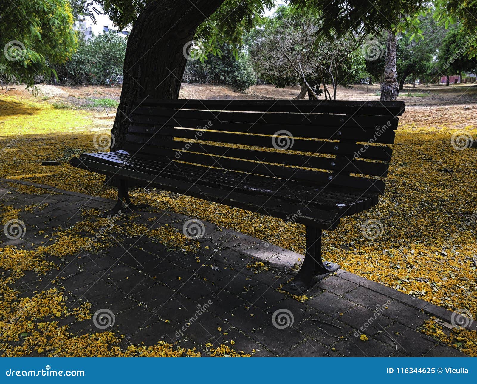 Beautiful Bench in the Park. Spring Sunny Day. Stock Image - Image of ...