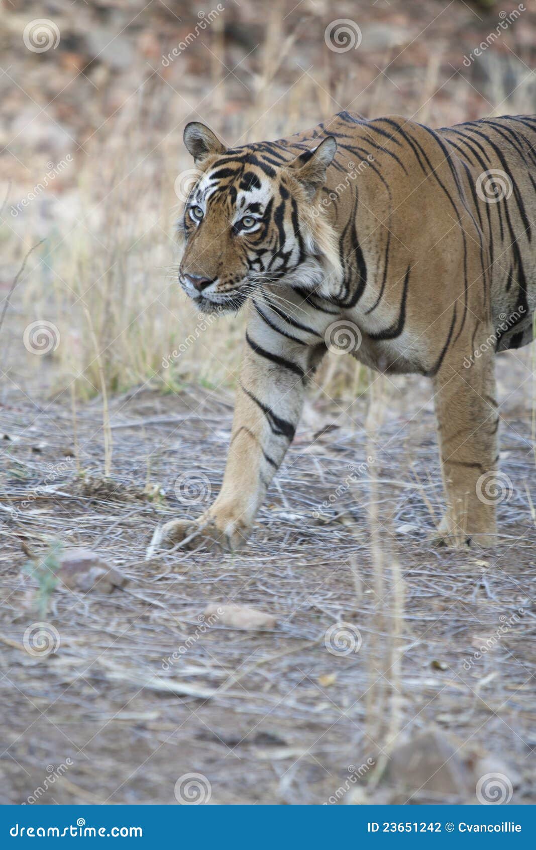 Beautiful Bengal tiger stock photo. Image of outside - 23651242