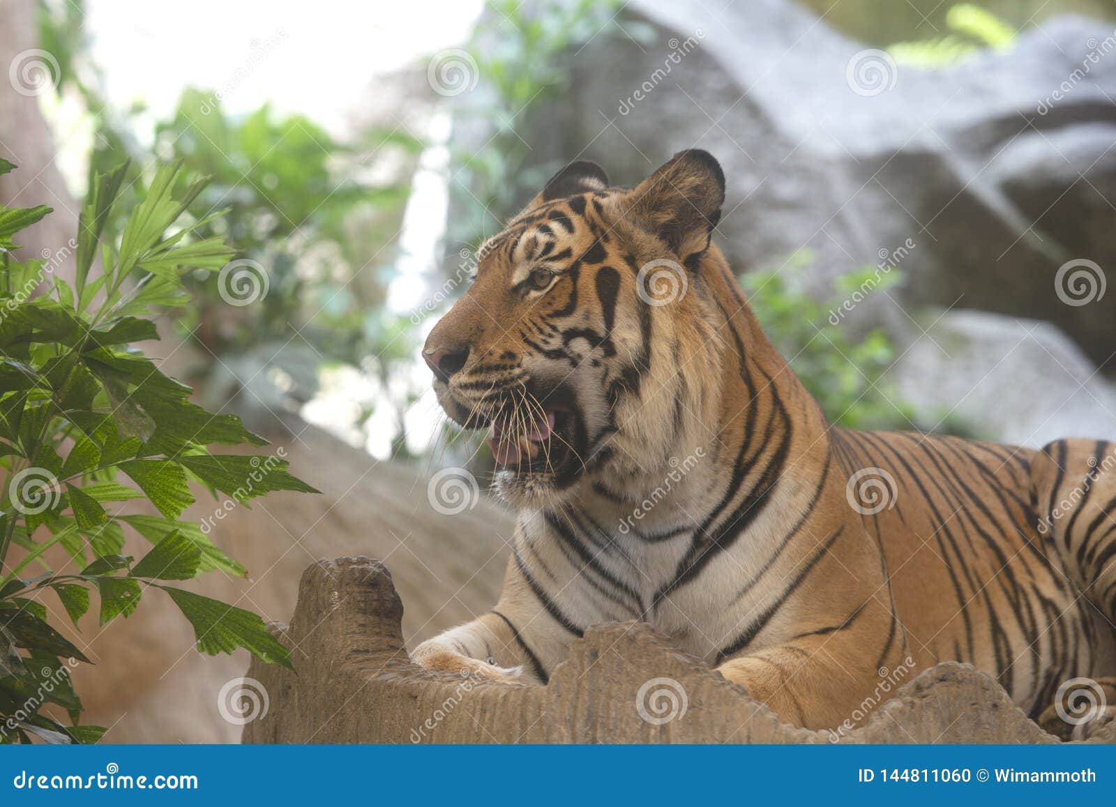 Beautiful Bengal tiger stock photo. Image of roar, royal - 144811060