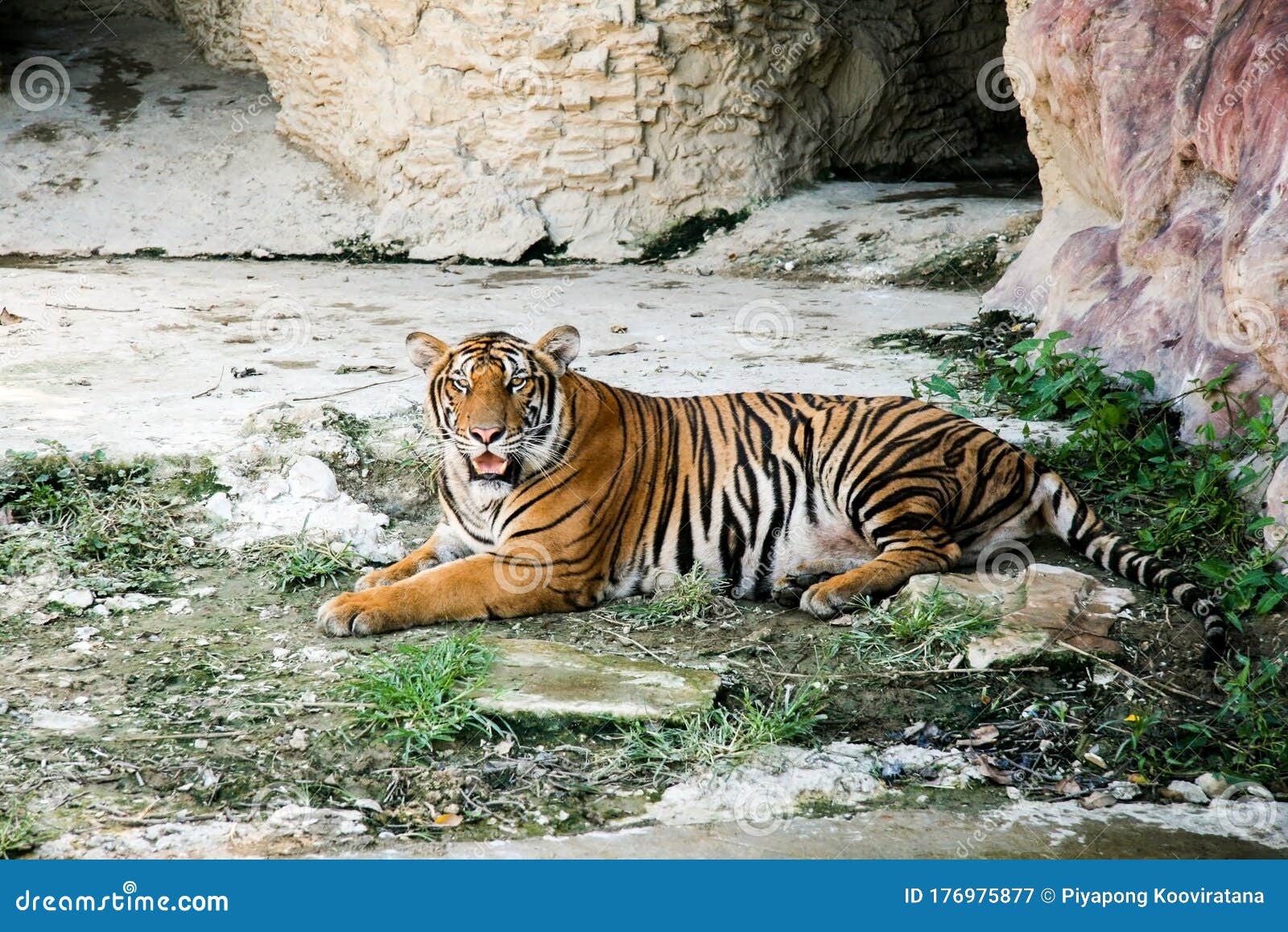 Beautiful Bengal Tiger is in Front of Cave Stock Image - Image of ...