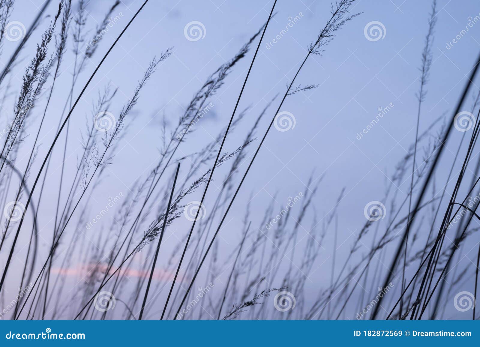 Beautiful Bent Grass Waving in the Wind at Dusk Stock Image - Image of ...