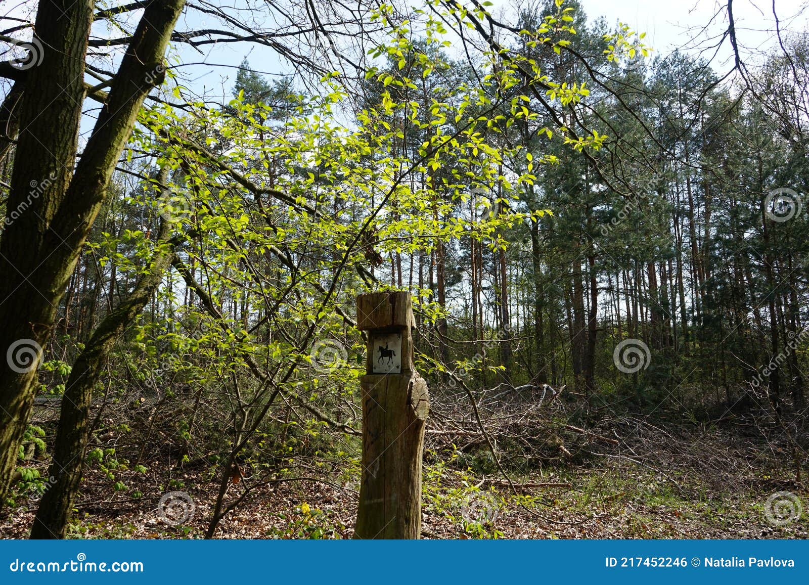 Beautiful Berlin Forest in Spring. Berlin, Germany Stock Photo - Image ...