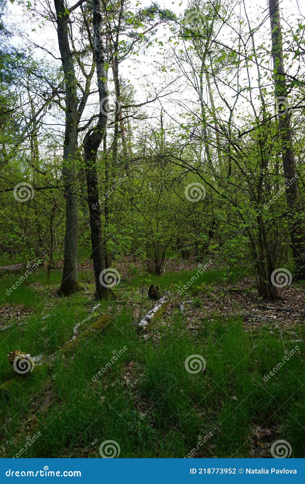 Beautiful Berlin Forest in Spring. Berlin, Germany Stock Photo - Image ...