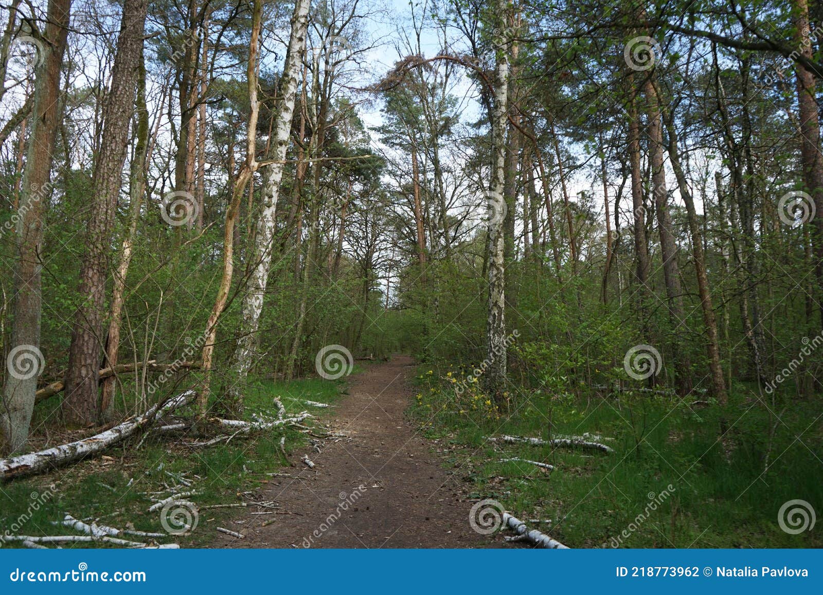 Beautiful Berlin Forest in Spring. Berlin, Germany Stock Photo - Image ...