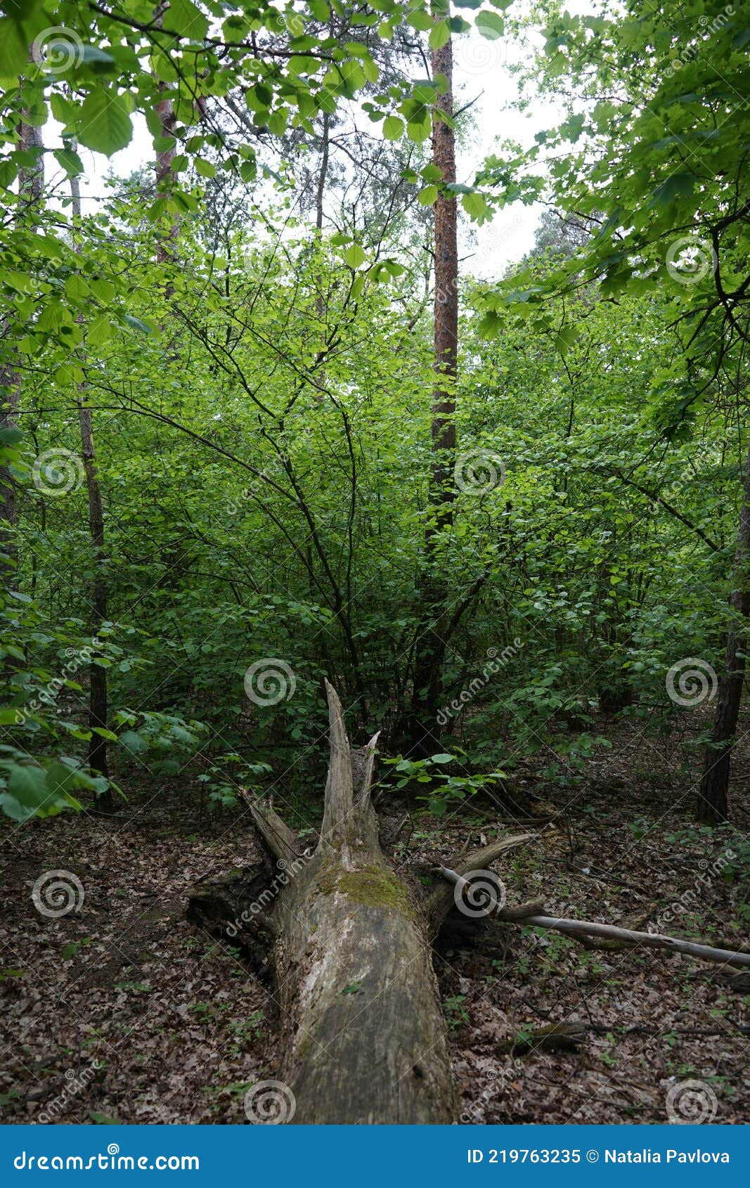 Beautiful Berlin Forest in Spring. Berlin, Germany Stock Image - Image ...