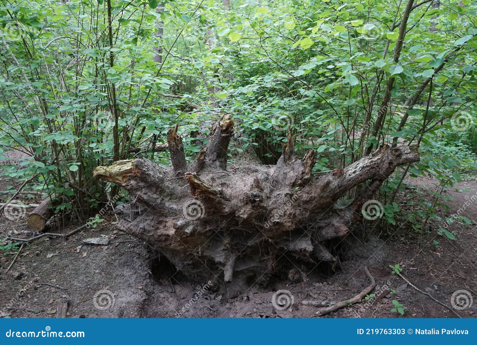 Beautiful Berlin Forest in Spring. Berlin, Germany Stock Image - Image ...