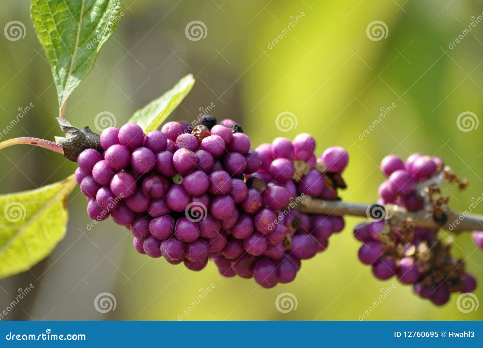Beautiful berries stock image. Image of plant, edible - 12760695