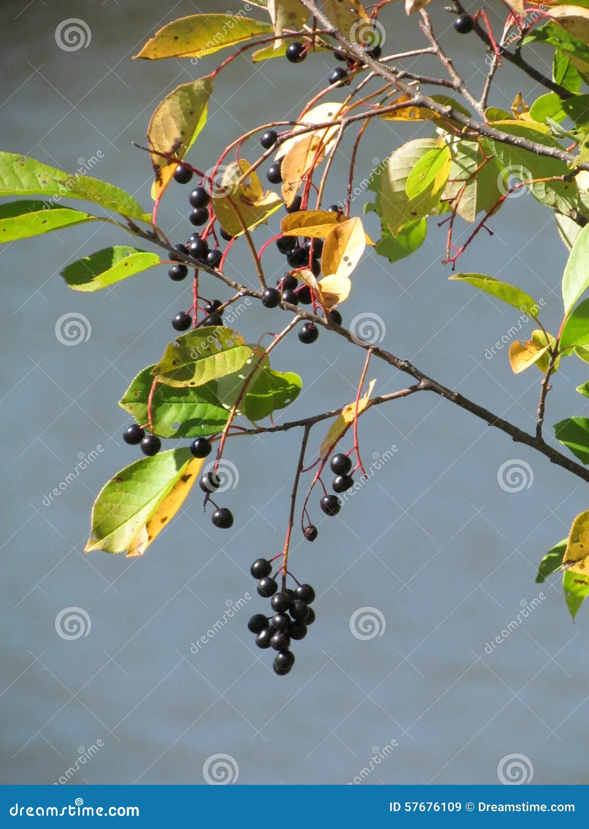 Beautiful Berries stock image. Image of vegetation, fall - 57676109